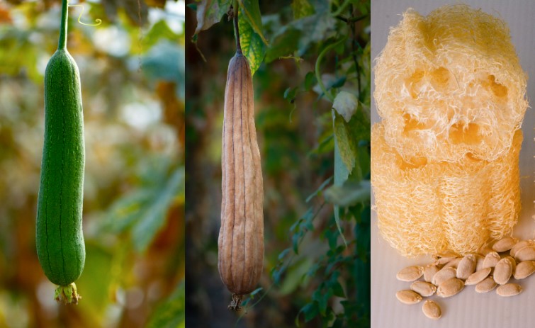 Lufa (Buretele vegetal) Archives - S.C.D.L Buzau